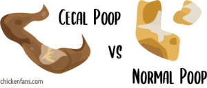 Pasty Butt in Chicks : Causes & Care | Chicken Fans