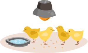 What Is A Chick Brooder? (Set-Up And Must Haves) | Chicken Fans