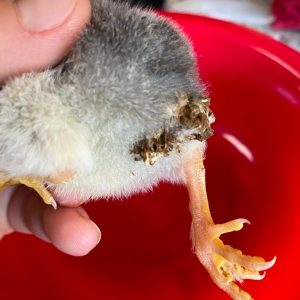 Pasty Butt in Chicks : Causes & Care | Chicken Fans