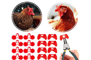 Pinless Peepers: Do or don't? | Chicken Fans