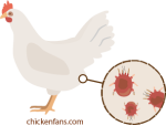 Red Mites In Your Chicken Coop: Causes and Treatment | Chicken Fans