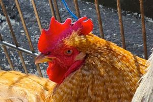 Black Spots on a Chicken Comb: 10 Causes & Treatments | Chicken Fans
