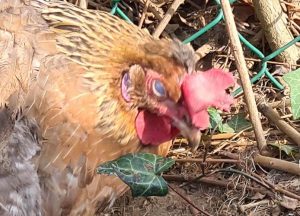 Chickens with Cloudy Eyes: Causes & Treatment | Chicken Fans