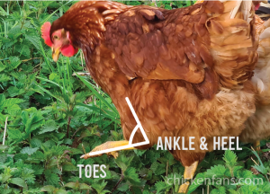 Do Chickens have knees? | Chicken Fans