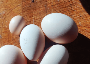 Fairy Egg: All You Need To Know | Chicken Fans