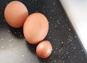 Fairy Egg: All You Need To Know | Chicken Fans