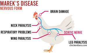 Marek's Disease in Chickens (2024 Updates) | Chicken Fans