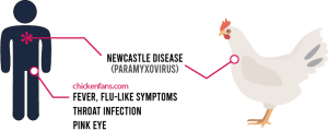 Newcastle Disease in Chickens | Chicken Fans