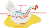 Pale Comb in Chickens: Causes And Treatment | Chicken Fans