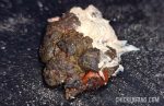 Blood in Chicken Poop | Chicken Fans