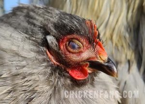 Foamy Bubbles in a Chicken's Eye: Causes & Treatment | Chicken Fans