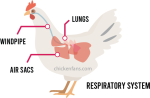5 Reasons your Chicken is making Gurgling Sounds | Chicken Fans
