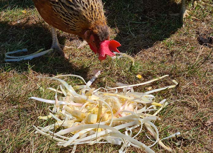 Can You Overfeed Chickens Chicken Fans Can You Overfeed Chickens Chicken Fans