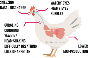 Lethargic Chickens: 14 Reasons Why Your Chicken Seems Depressed ...