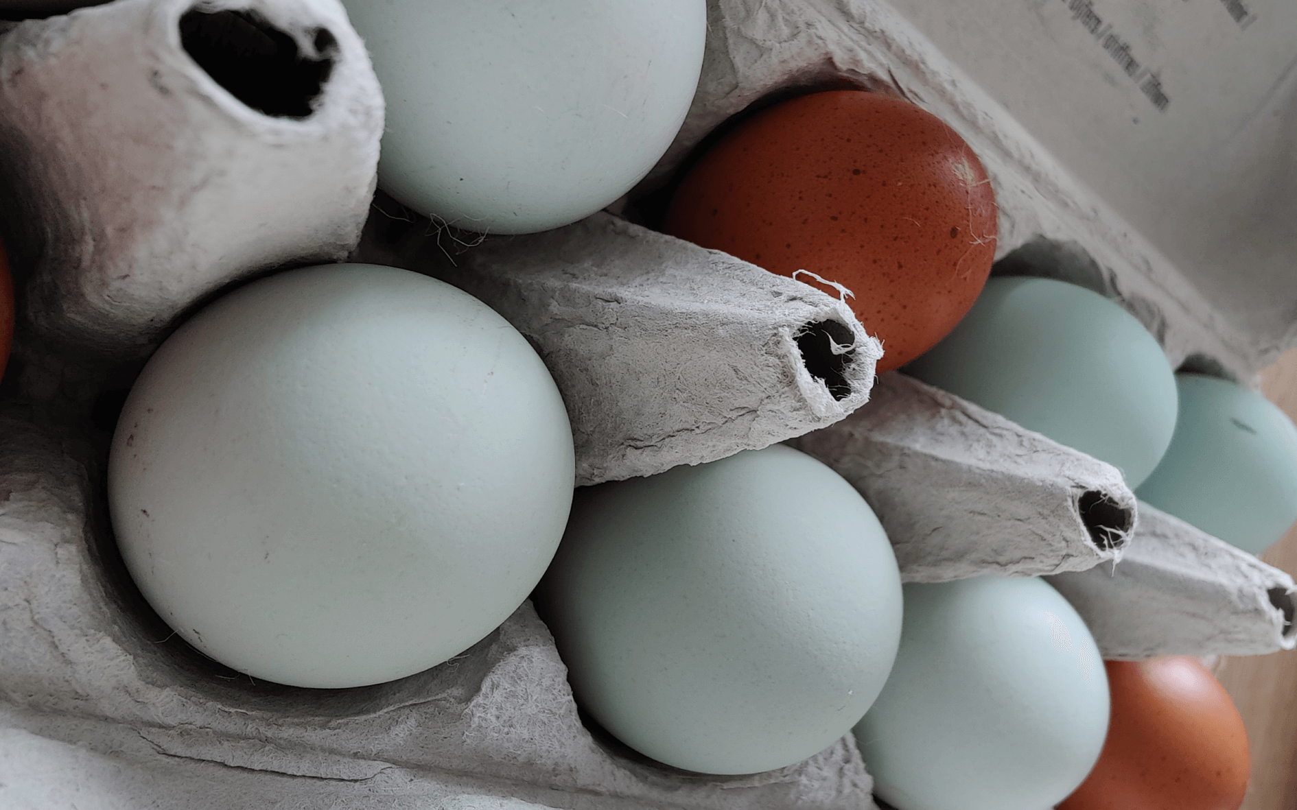 Blood on Eggshell - Should you worry? | Chicken Fans