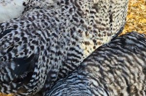 Chicken Breeding and Genetics | Chicken Fans