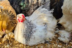 Chicken Breeding and Genetics | Chicken Fans