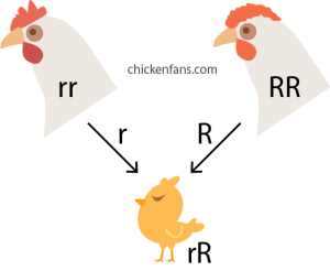 Chicken Breeding and Genetics | Chicken Fans