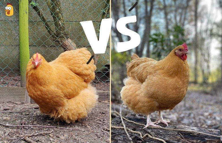 Orpington: A Friendly Giant Breed Profile | Chicken Fans