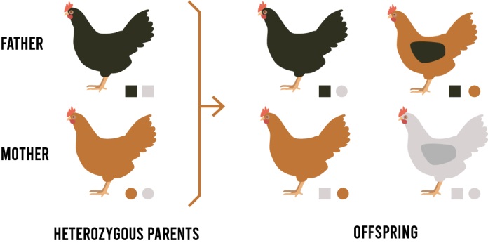 Linebreeding, Inbreeding & Outcrossing | Chicken Fans
