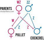 Chicken Breeding and Genetics | Chicken Fans