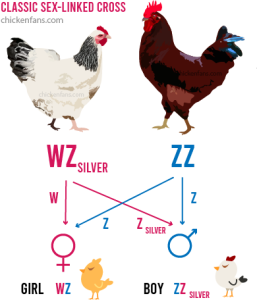 Chicken Breeding and Genetics | Chicken Fans