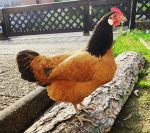 Vorwerk Chicken | Chicken Fans