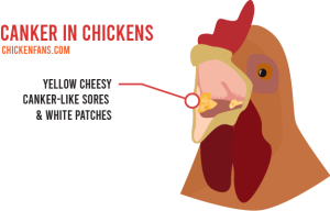 Canker in Chickens | Chicken Fans