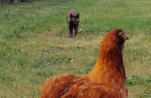 5 Reasons Why Your Chicken Is Scared | Chicken Fans