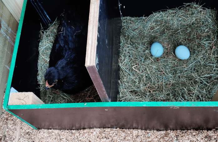 How Many Nesting Boxes Per Chicken? (+Calculator) | Chicken Fans