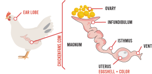 Egg Color Genetics | Chicken Fans