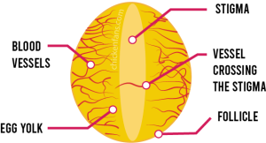 Chicken Reproductive System | Chicken Fans