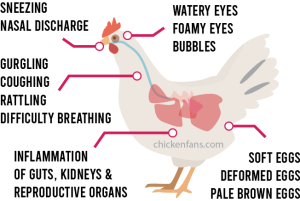 Infectious Bronchitis in Chickens | Chicken Fans