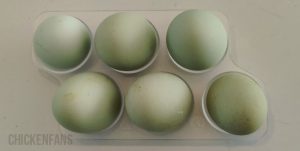 Egg Color Genetics | Chicken Fans