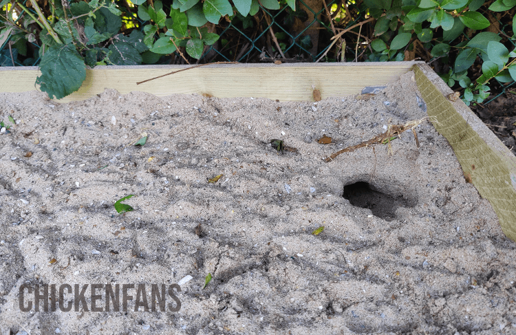 7 Ways To Prevent Rats In The Chicken Coop | Chicken Fans