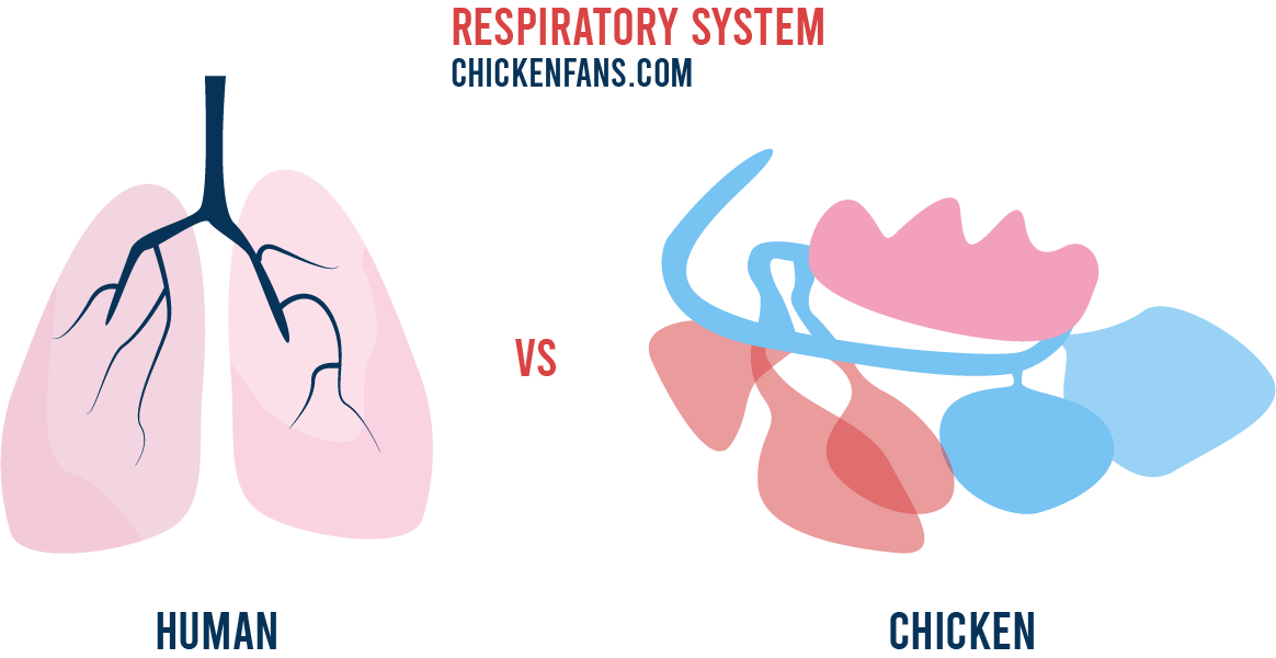 Chicken Respiratory System | Chicken Fans
