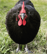 20 Amazing Giant Chicken Breeds | Chicken Fans