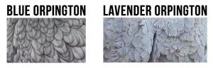 Lavender Orpington - Breeding Chart & Complete Guide | Chicken Fans
