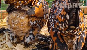 Chicken Feathers Guide | Chicken Fans