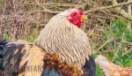 Chicken Feathers Guide | Chicken Fans