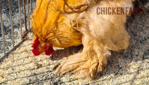 Chicken Feathers Guide | Chicken Fans