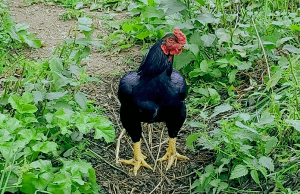 20 Amazing Giant Chicken Breeds | Chicken Fans