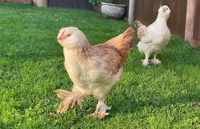 Top 15 Brown Chicken Breeds: All Beginner-Friendly | Chicken Fans