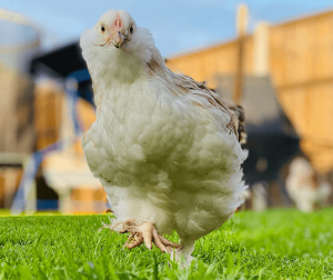 Faverolles Chicken: All you must know | Chicken Fans