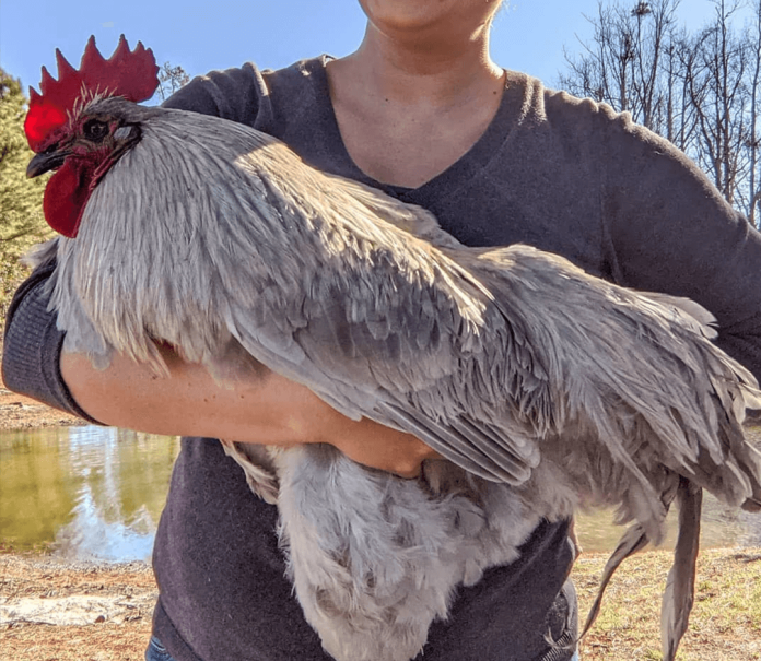 Lavender Orpington - Breeding Chart & Complete Guide | Chicken Fans
