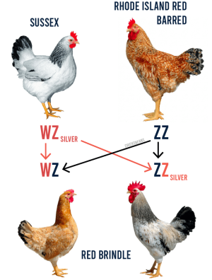 Calico Princess Chicken - A Complete Guide | Chicken Fans