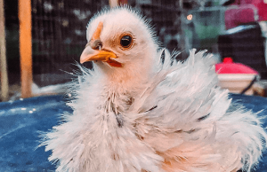 10 Fluffy Chicken Breeds That Are Kid-Friendly | Chicken Fans