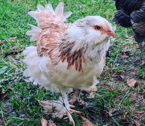 Green Queen Chicken: All You Need To Know | Chicken Fans