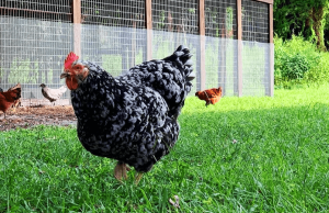 20 Amazing Giant Chicken Breeds | Chicken Fans