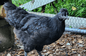 8 Beautiful Black Chicken Breeds (With Pictures) | Chicken Fans